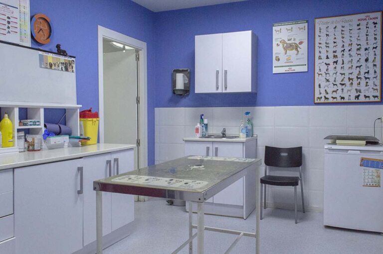 Don Perro: cuidados para nuestros amigos caninos