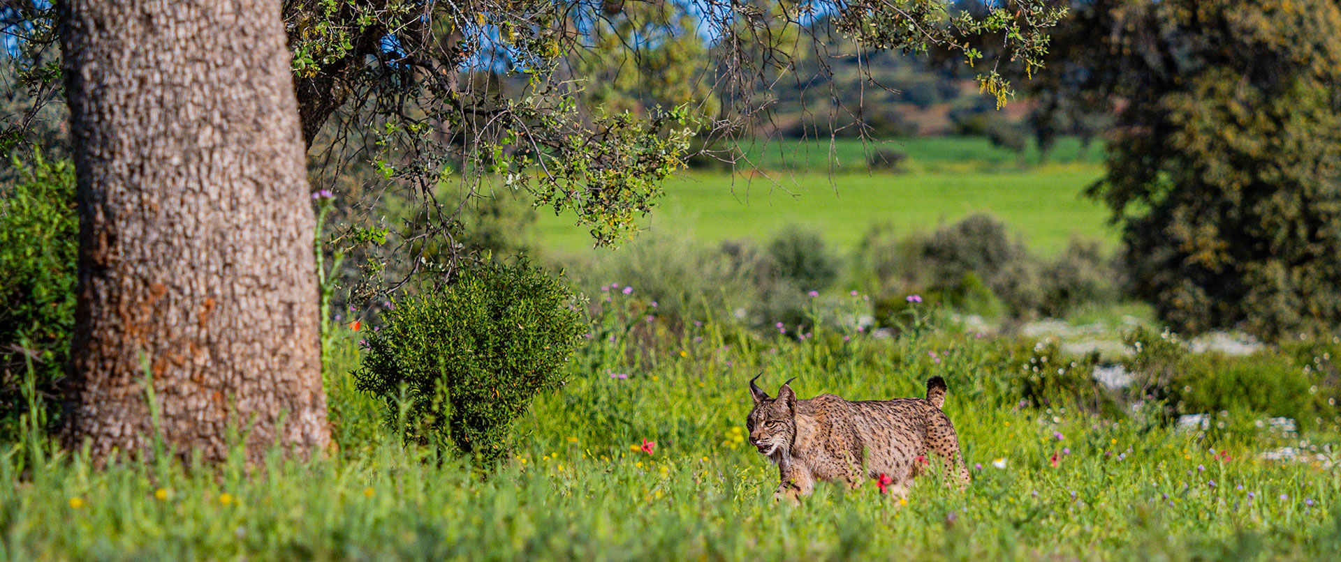 Castilla-La Mancha lidera la recuperación del lince ibérico